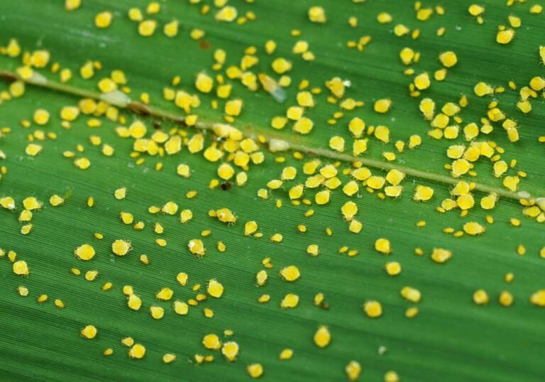 The Most Common Houseplant Bugs – Landscape Improvements