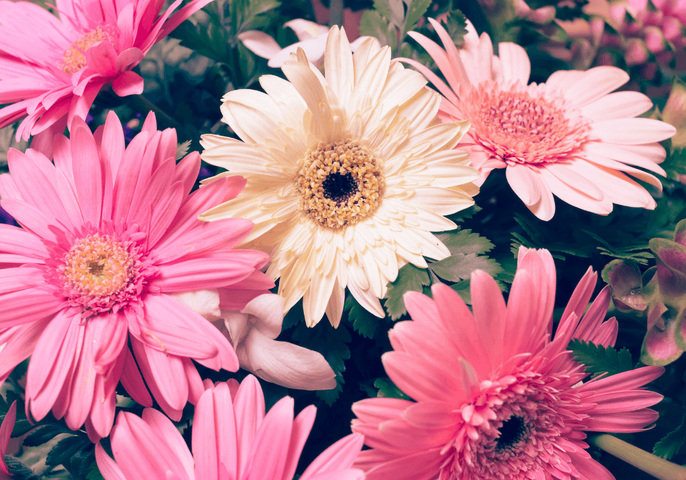 7 Types Of Flowers Perfect For Florida Weather | Landscape