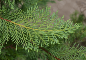 Which Trees Are Great for Your Backyard | Landscape